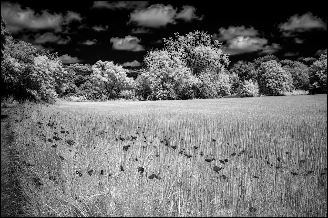 Ilford SFX 200 - Photo-Review